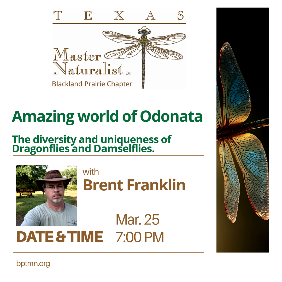 2025 March Chapter Meeting with Brent Franklin | "Amazing world of Odonata" - Blackland Prairie ...