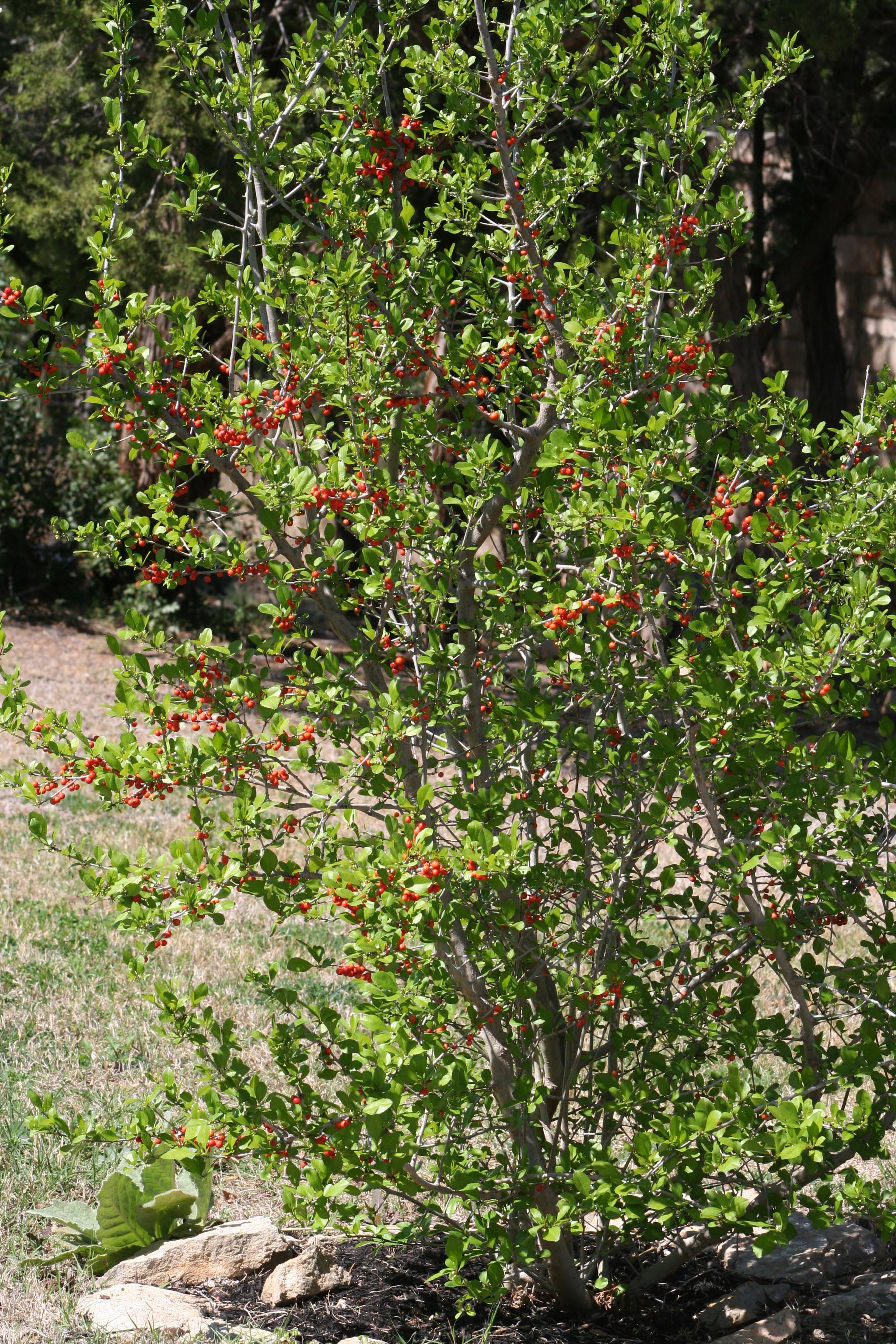 POSSUMHAW, Photo by Susan Morgan