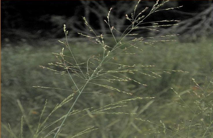 Native Grass Species
