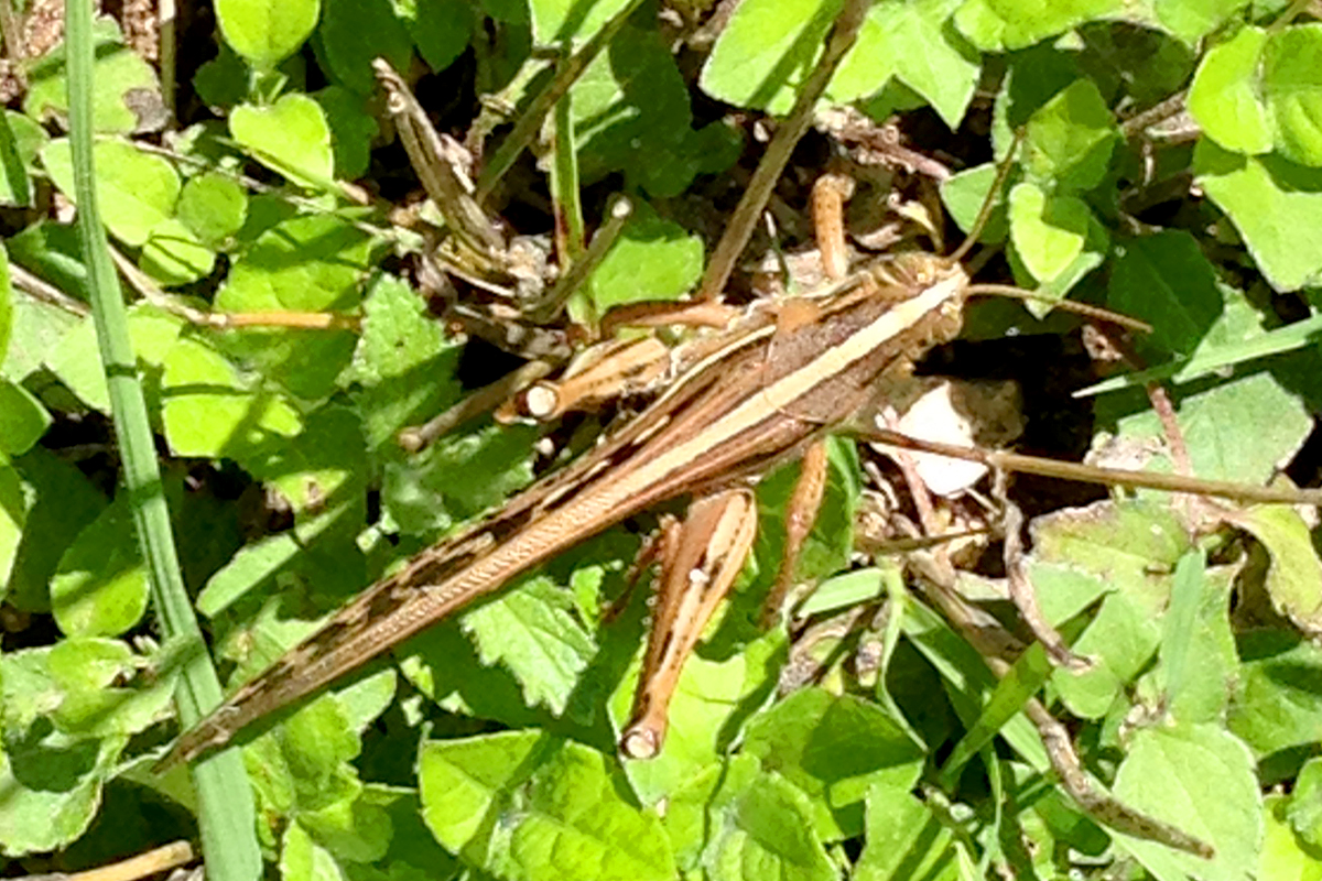 Area Insects