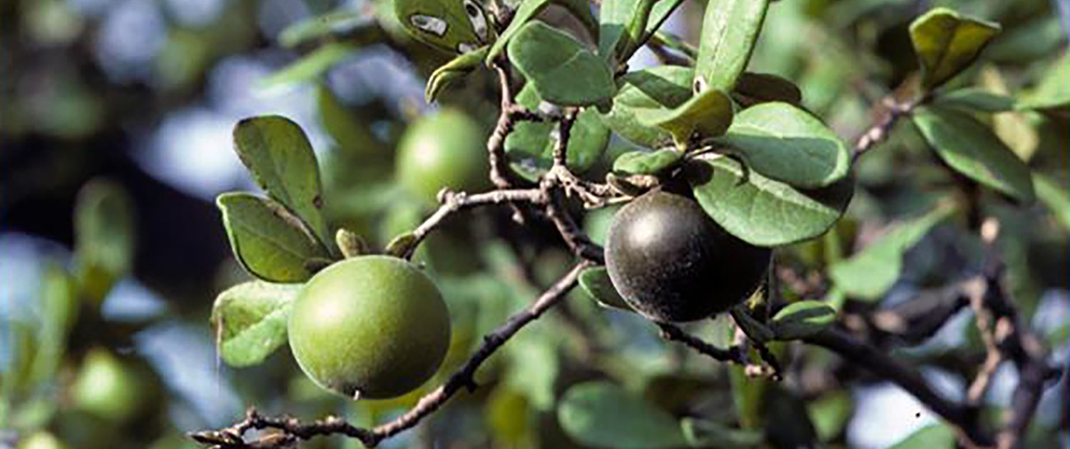 Texas Persimmon(Diospyros texana)