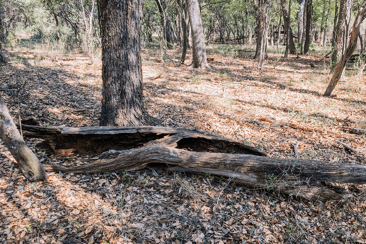 The Importance of Snags