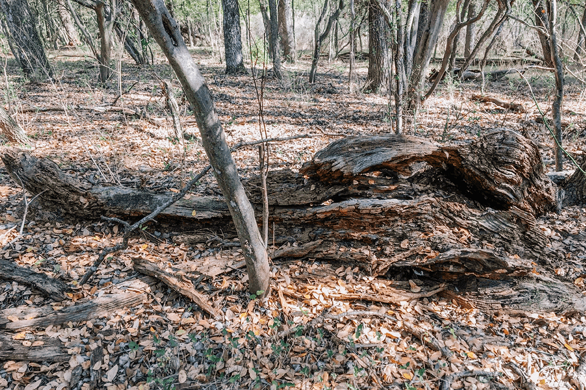 The Importance of Snags