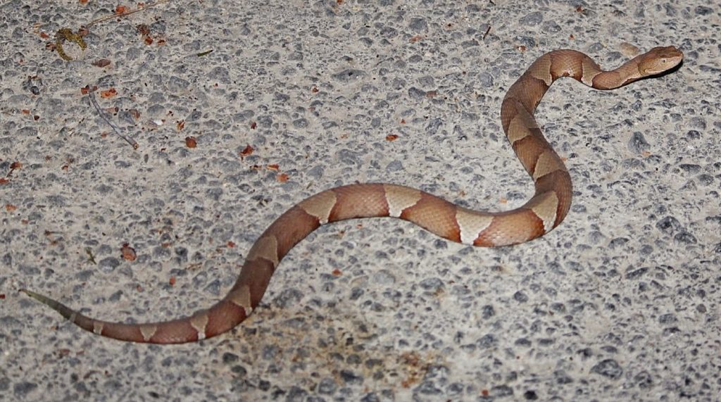 Detailed Version Snakes of South Texas