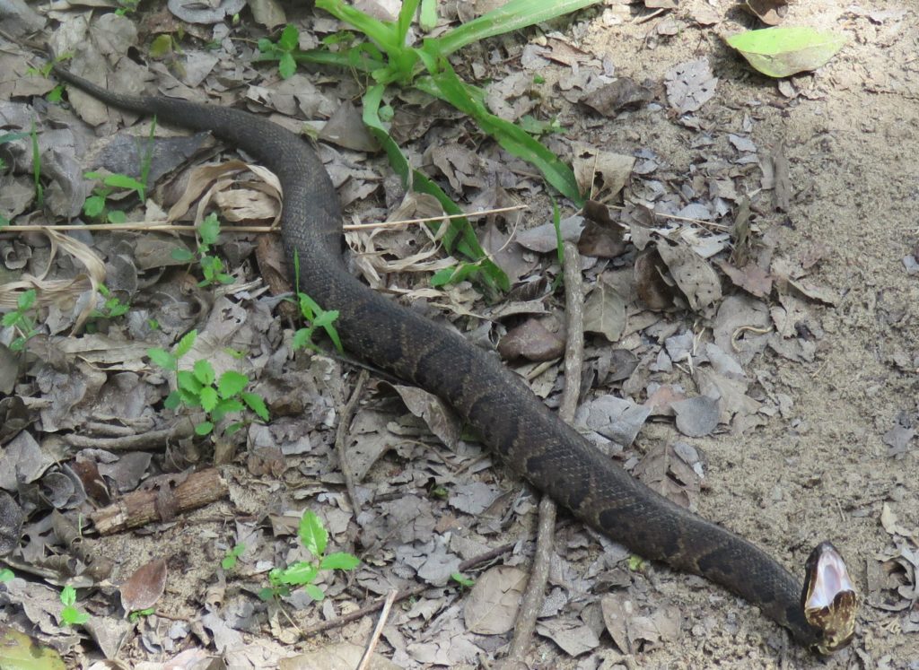 Snakes of South Central Texas