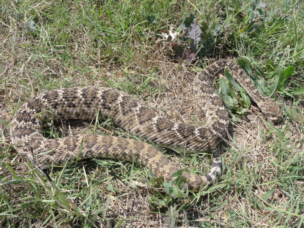 Snakes of South Central Texas