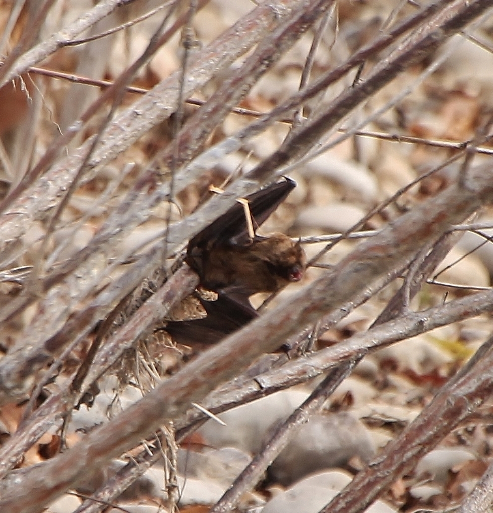 Bats in Bexar County