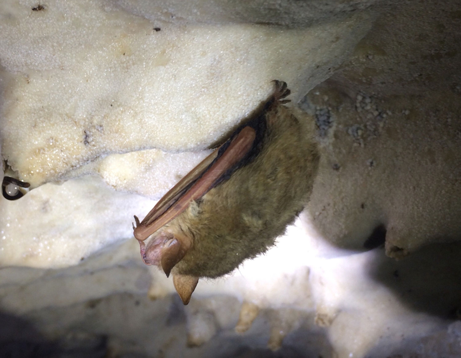 Bats in Bexar County