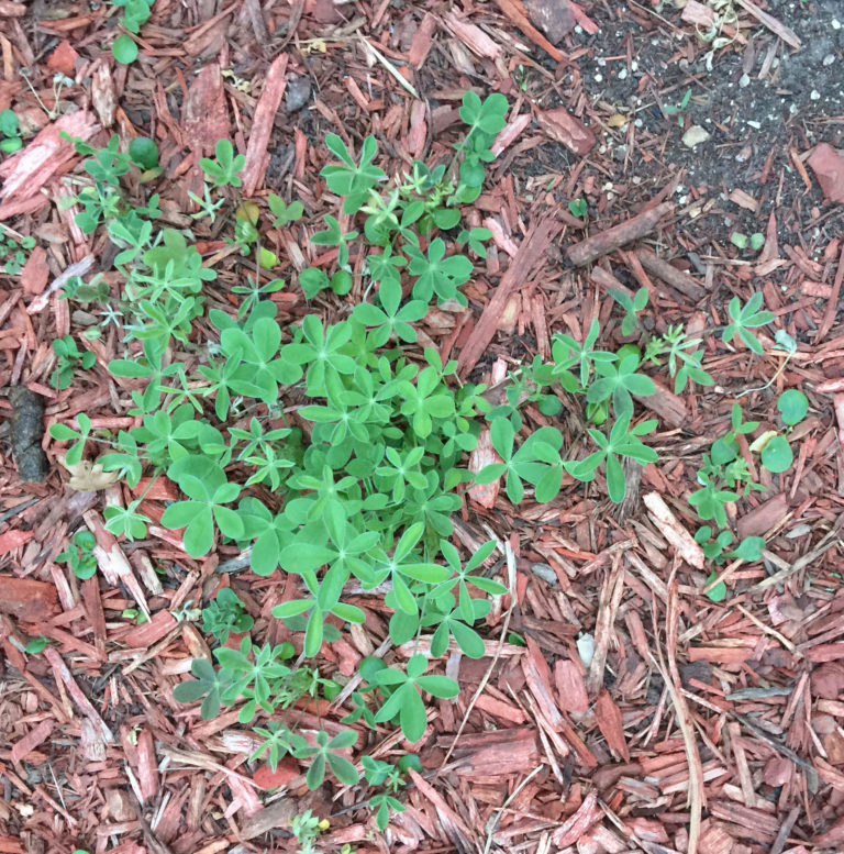 The Texas Bluebonnet