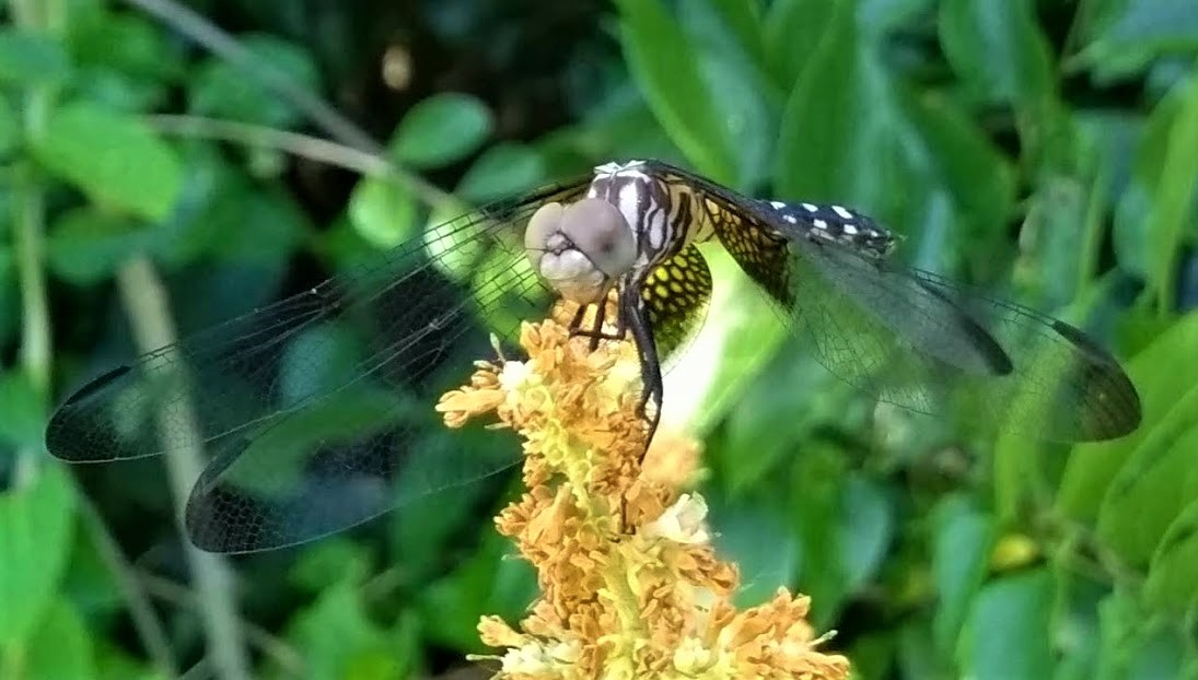 Blackland Prairie Chapter – Blackland Prairie Master Naturalists Texas ...