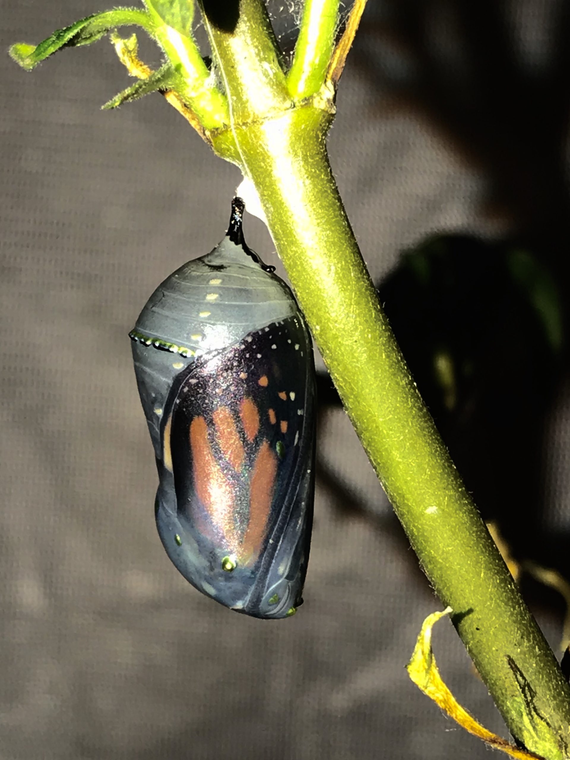 Lauri Diamond – Randie and Marvin – a Tale of Two Monarchs