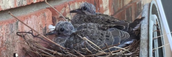 Blackland Prairie Chapter – Blackland Prairie Master Naturalists Texas ...