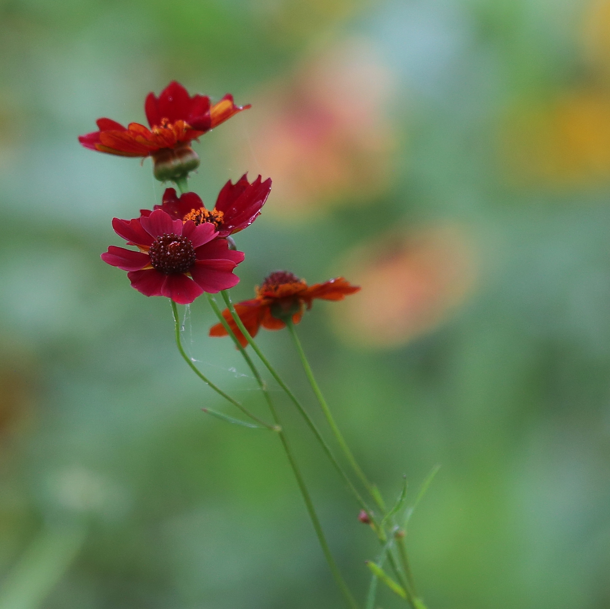 Polymorphism or Spring Treasure Hunt at Raptor Center