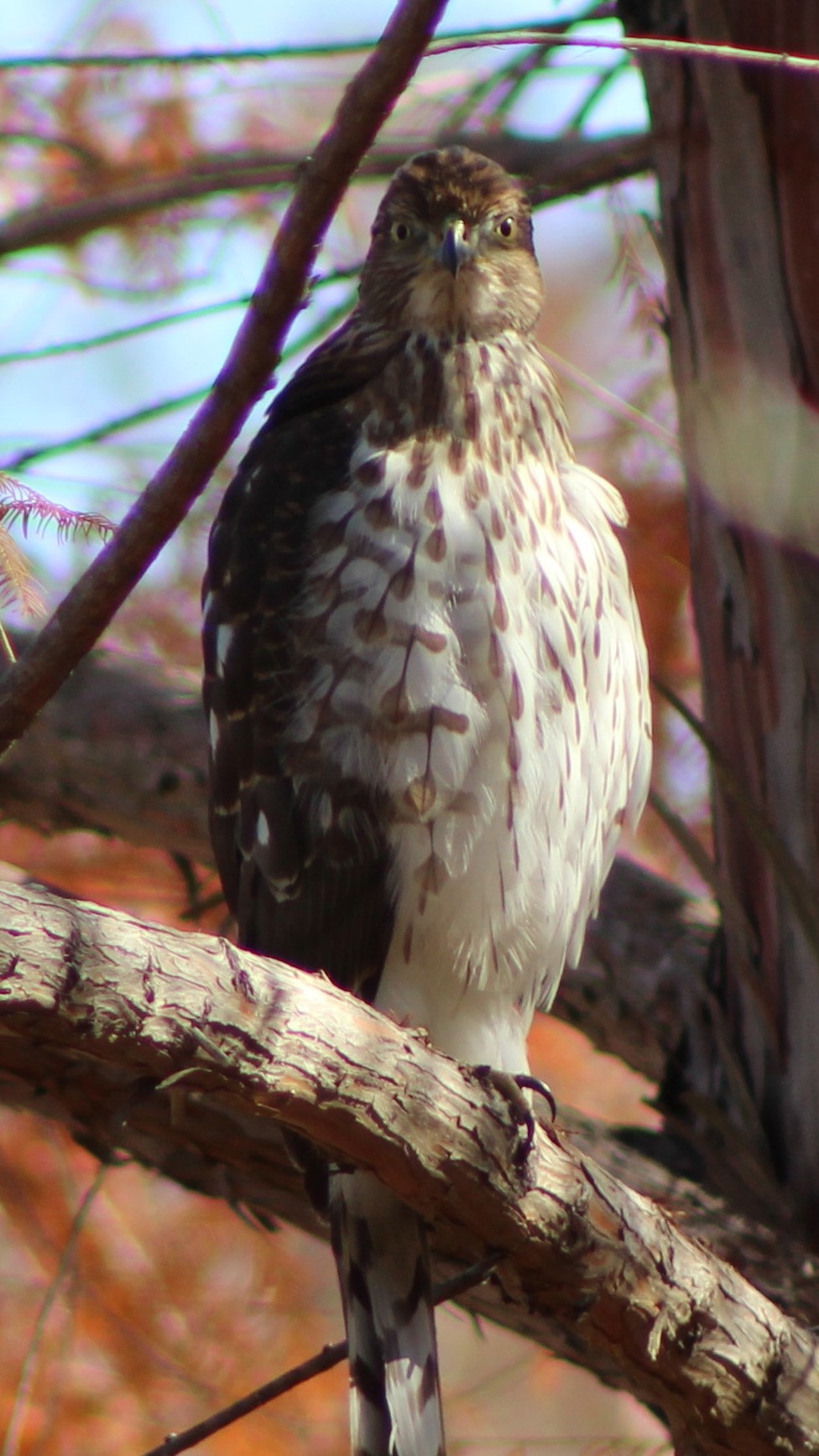 Our Tribe’s Fortune 500 – Shari Navarette