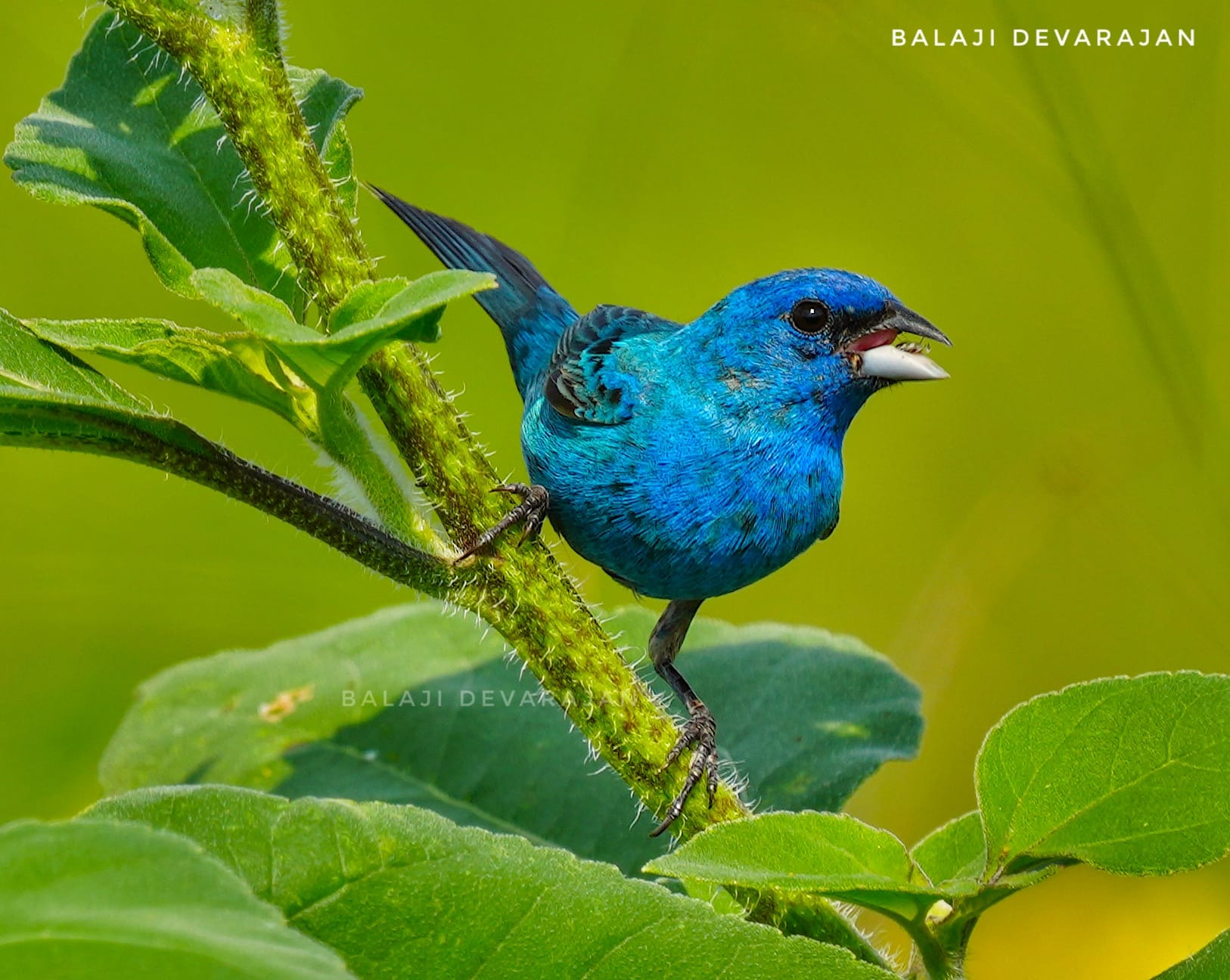 Indigo Bunting on the Throne!