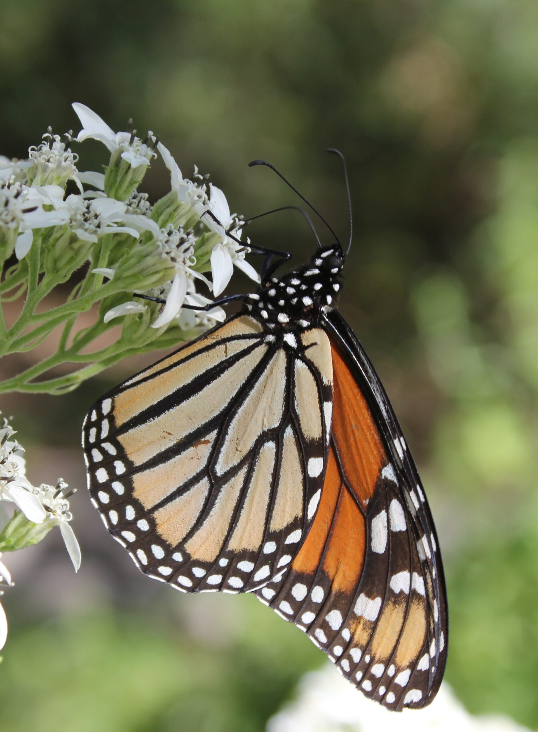 Train the Trainer workshops-teaching about Monarchs any time anywhere ...