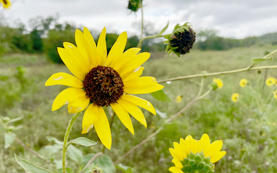 Commons Ford Ranch Metropolitan Park