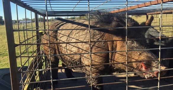 Coastal Prairie Chapter | Texas A&M AgriLife Extension Service & Texas ...