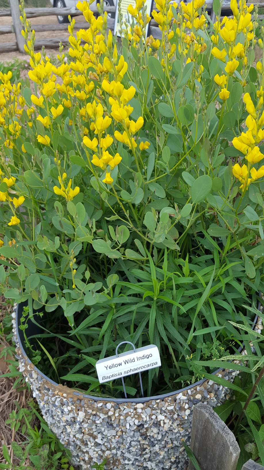 Yellow Wild Indigo, Baptisia sphaerocarpa at Seabourne Creek Prairie ...