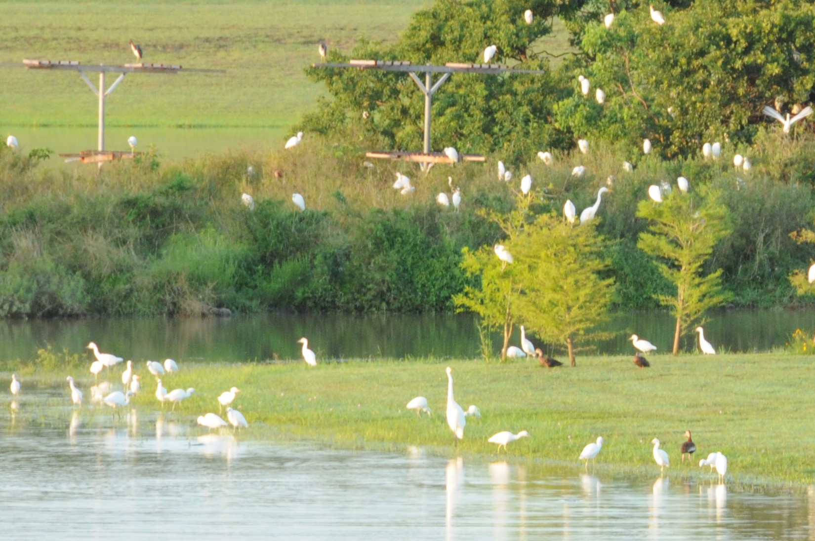 Waterbirds nest at Pearland rookery