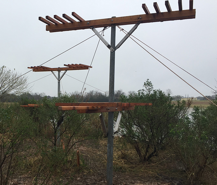 Waterbirds nest at Pearland rookery