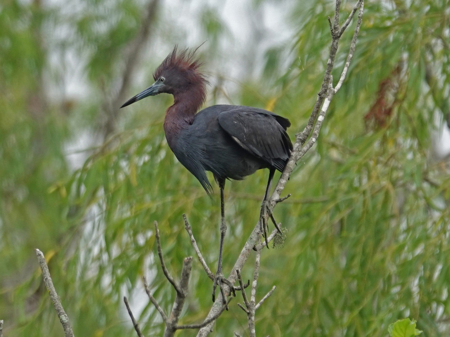 Colonial nesting birds arrive at rookeries