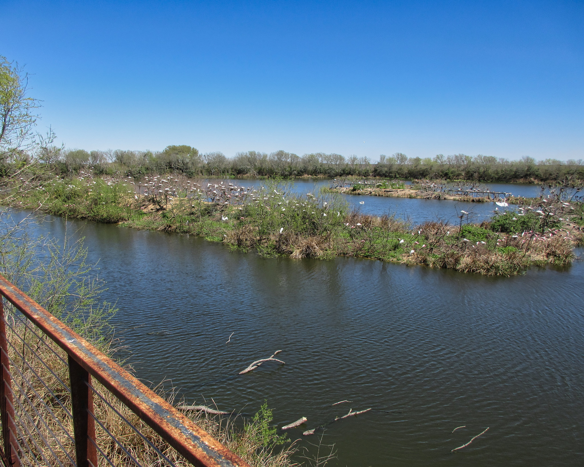 Colonial nesting birds arrive at rookeries