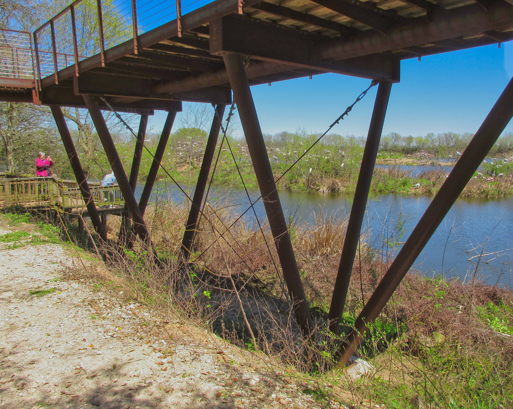 Walkway spans High Island’s Smith Oaks