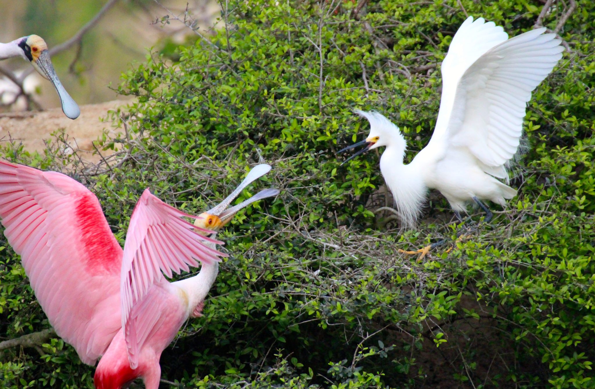 Colonial nesting birds arrive at rookeries