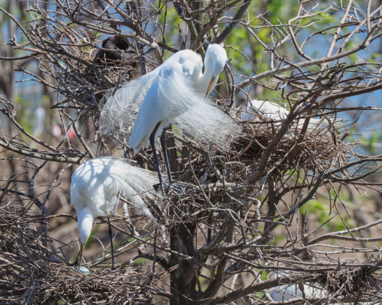Colonial nesting birds arrive at rookeries