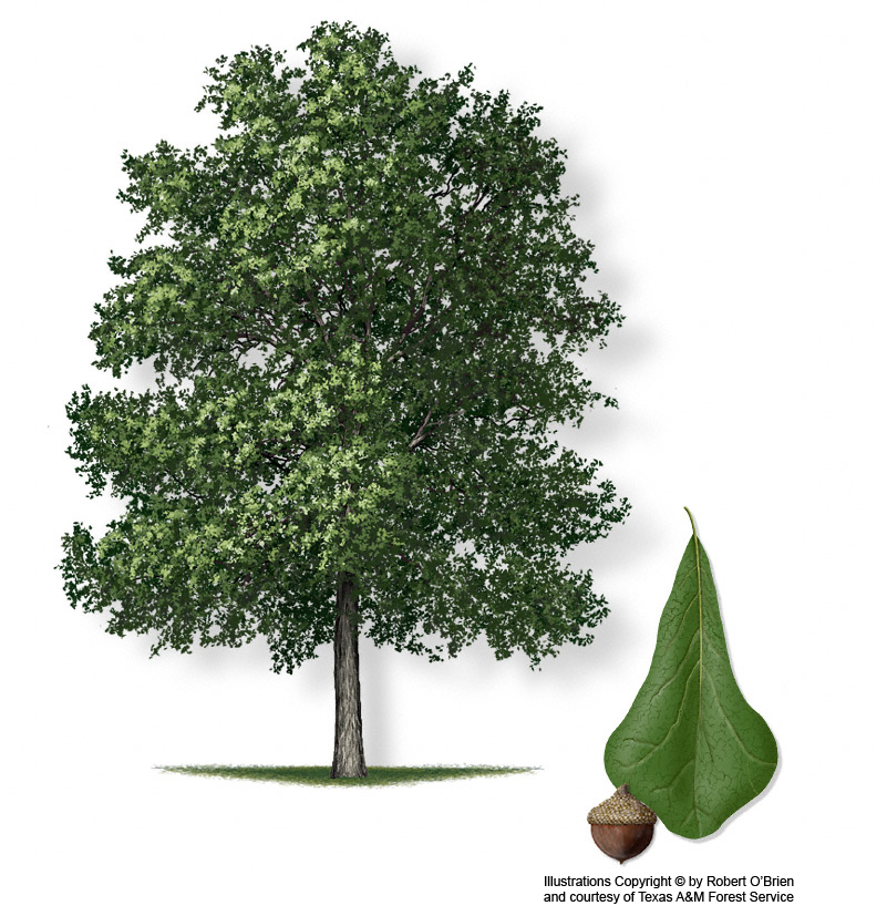 Water Oak