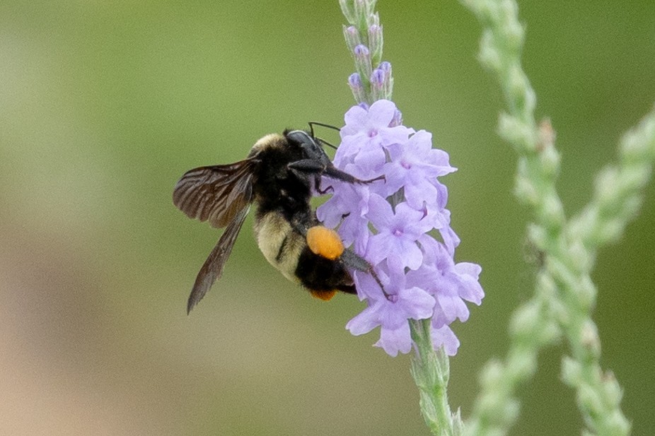 Pollinator Habitat
