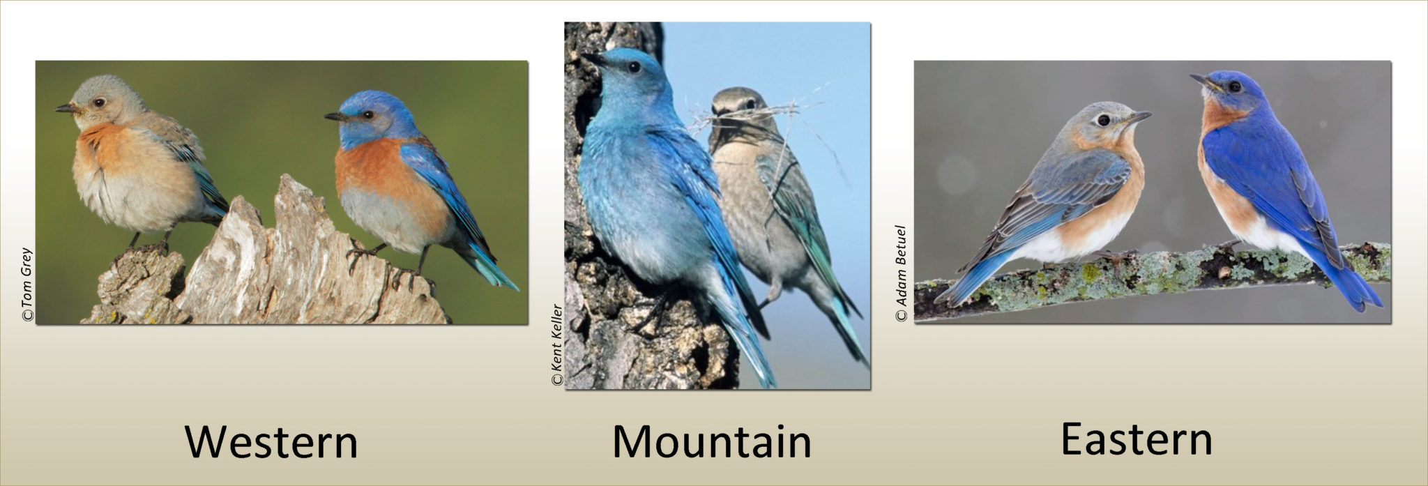 Bluebird Information
