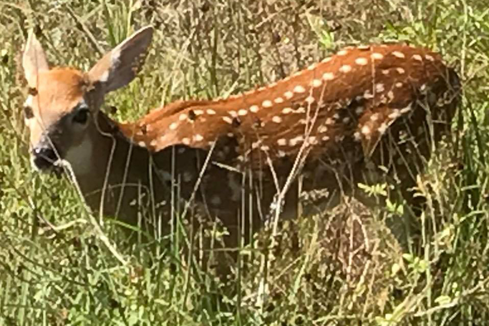 Gideon Lincecum Chapter – Texas A&M AgriLife Extension Service and ...