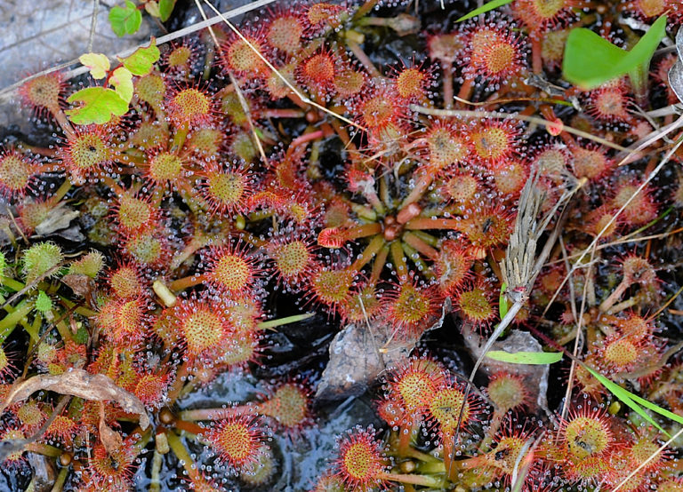 Carnivorous Plants Hike