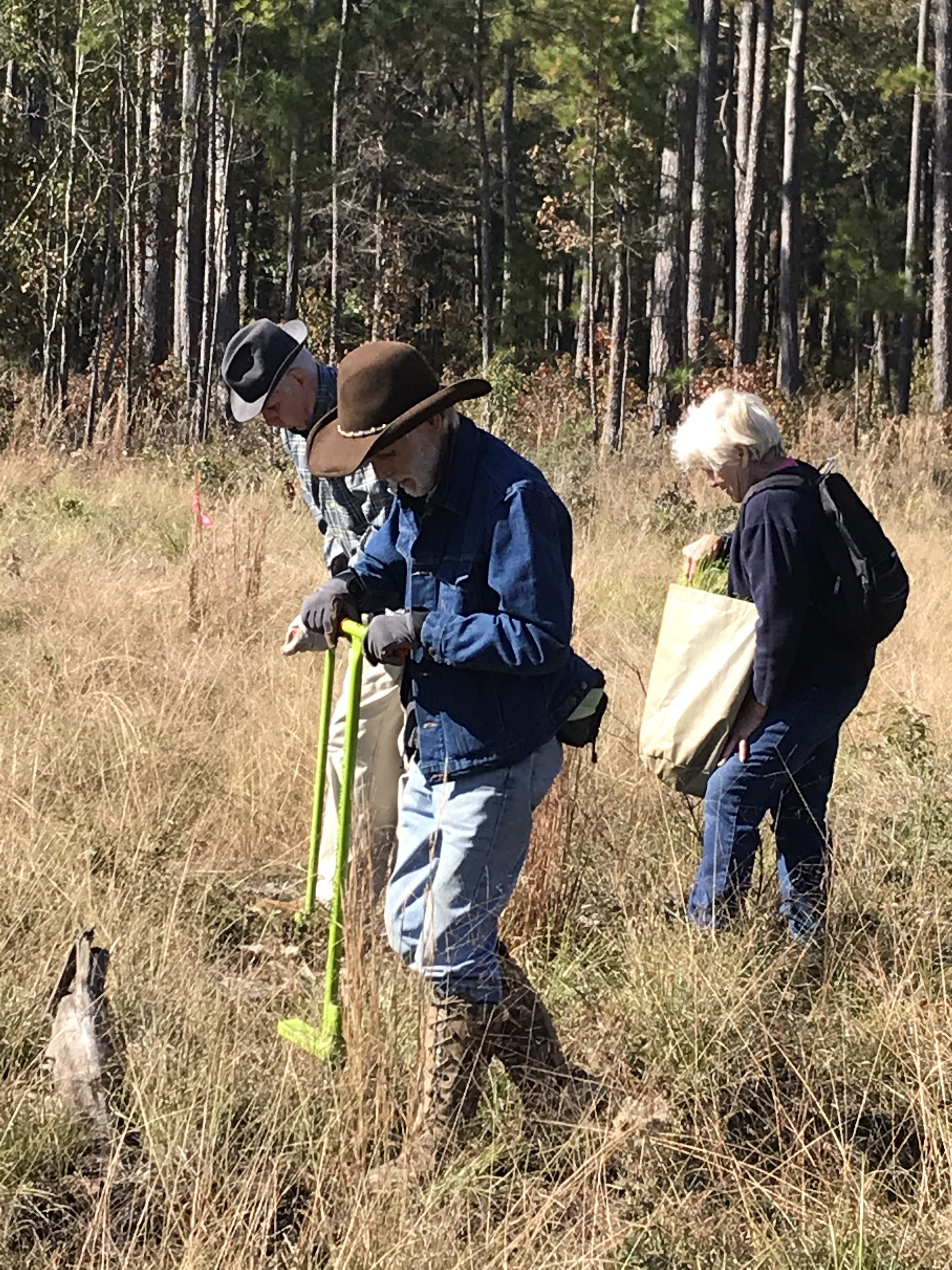 Longleaf Tree Planting