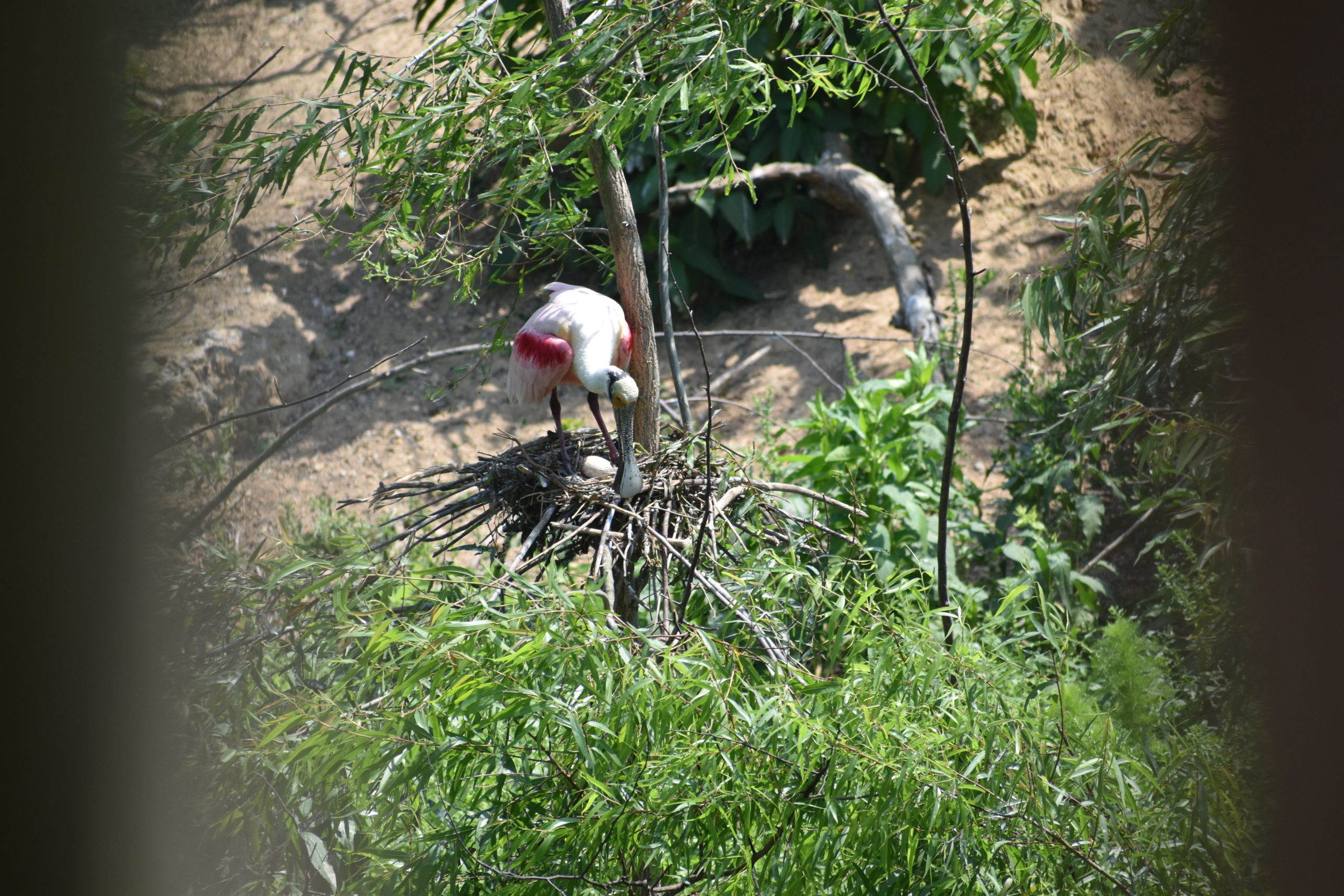 Longleaf Ridge Chapter – The Best Texas Master Naturalist Chapter