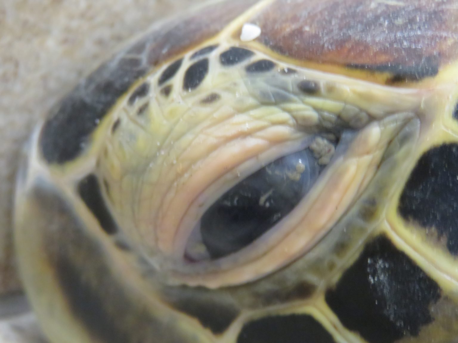 Turtle Killing Cold – February 2021